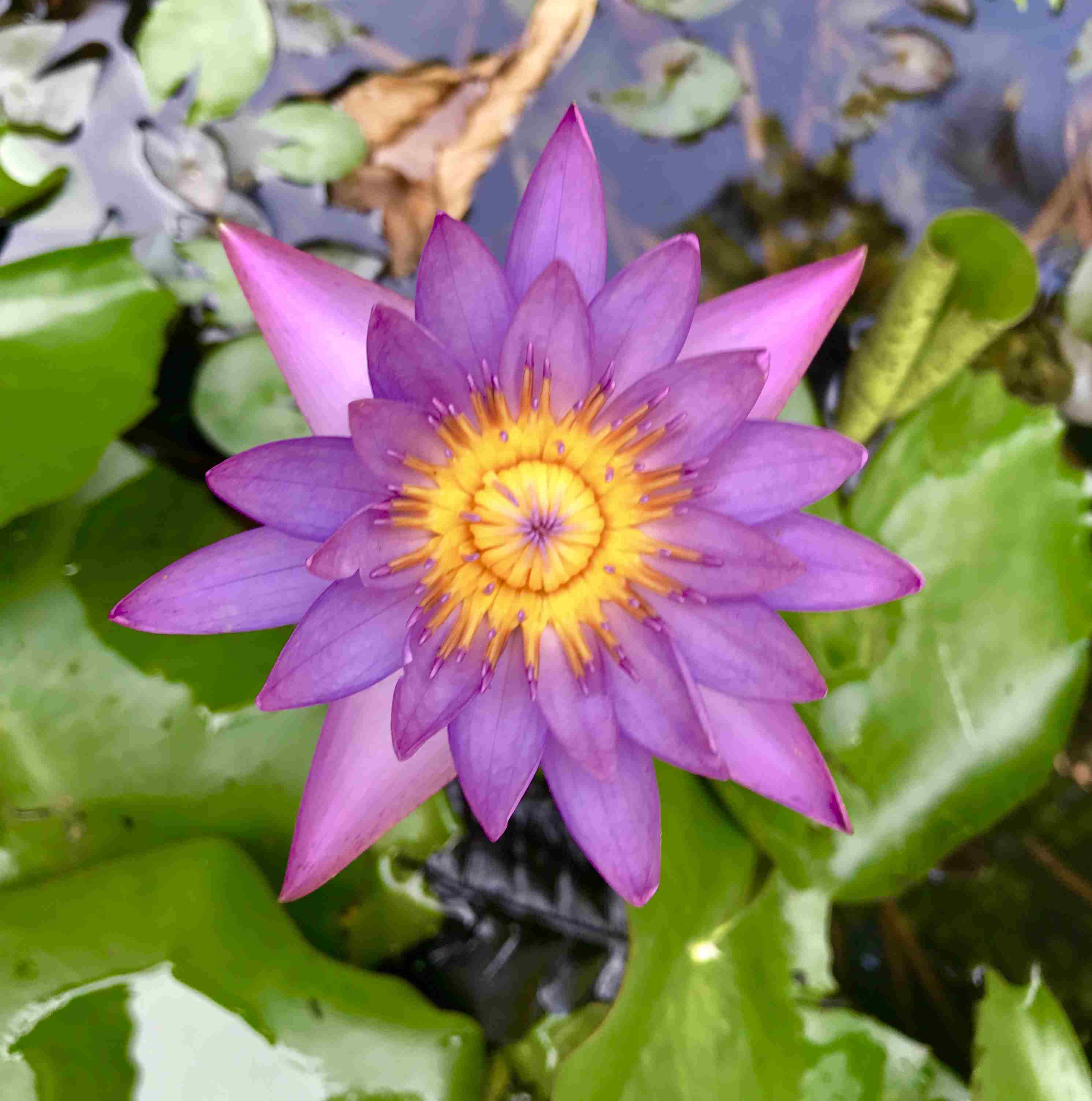 Fleur | Caprice de la nature